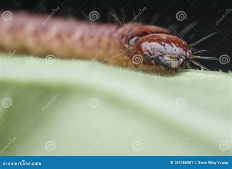 Closeup Shot Of Cerambycidae Or Jewel Beetle Larvae Stock Image Image Of Imago Cerambyx