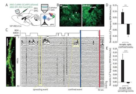 Science 睡出来的好心情！前额叶皮层锥体神经元胞体和树突的解耦机制维持rem睡眠期的情绪记忆巩固 知乎