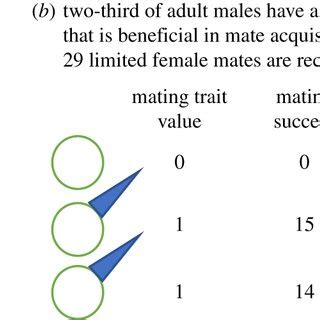 An Illustration Of Mate Acquisition And Sexual Selection In The Model Download Scientific