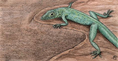 Exceptional Jurassic Fossil Lizard Sheds Light On Early Lizard Evolution Natural History Museum