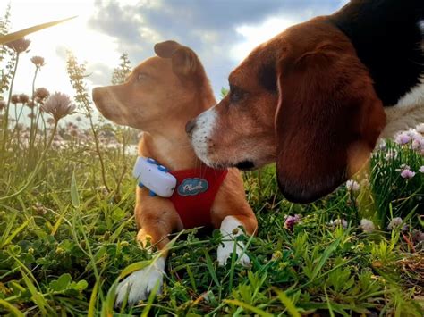 Is There A GPS Tracker Without A SIM Card Tractive