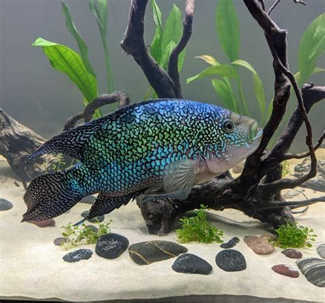 Icefish Sailfin Plunderfish V2 Rdeeeepioskins