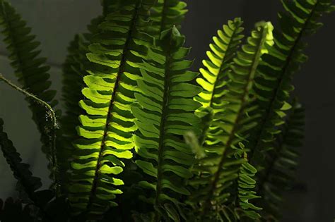 Are Ferns Poisonous To Cats What Do I Do If They Eat One Pango Pets