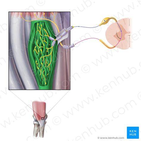 Proprioceptors Definition Location And Function Kenhub