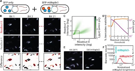 Figure 2 From High Throughput Image Based Screening Of Pooled Genetic