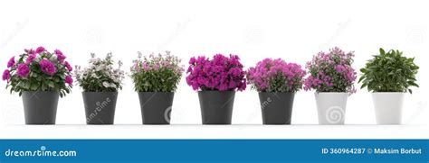 Oak Tree In Elevation Stock Image 25090645