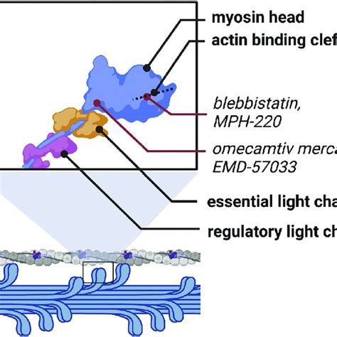 Left Schematic Of The Skeletal Muscle Sarcomere Right Schematic Download Scientific Diagram
