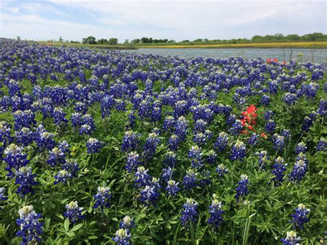Establishing A Beneficial Vegetative Buffer SOLitude Lake Management