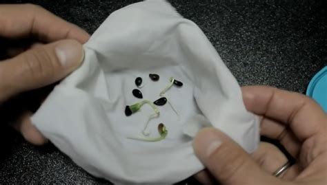 How To Grow An Apple Tree From Seeds A Zero Cost Guide Tipsin The Garden