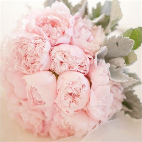 Пионы букет картинки с днем рождения женщине