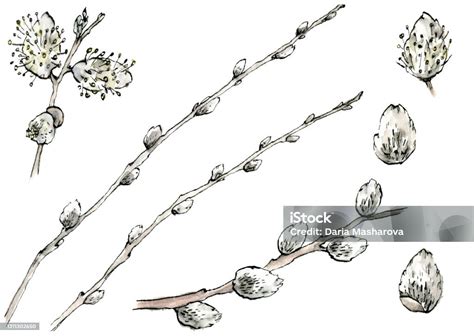 스케치 스타일의 섬세한 버드 나무 싹 꽃 잎 나뭇 가지의 수채화 일러스트 세트 흰색 배경에 고립 된 손으로 그린 우아한 꽃 개체 그룹에 대한 스톡 벡터 아트 및 기타 이미지