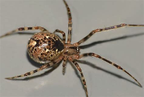 36 Common Spiders In Oregon Pictures And Identification