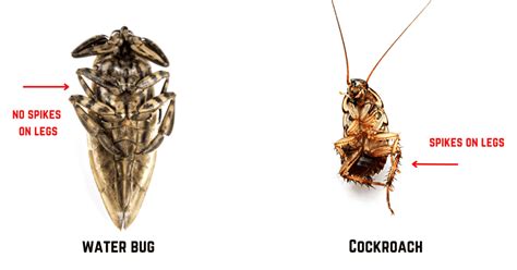 Water Bug Vs Cockroach 9 Key Differences Explained