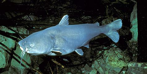 Blue Catfish Facts Habitat Diet Life Cycle Pictures And More
