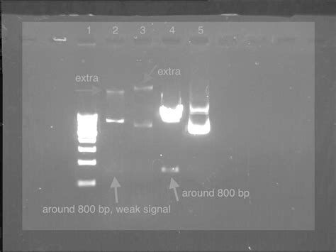300 Questions With Answers In RESTRICTION ENZYME Science Topic
