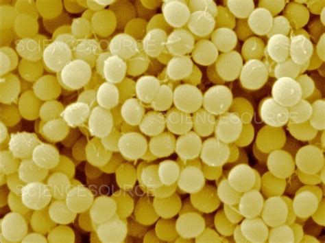 Staphylococcus Capitis Bacteria Sem Stock Image Science Source Images