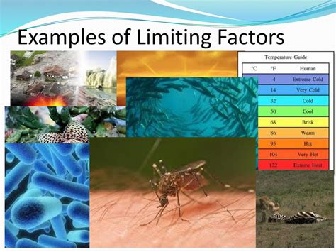 Limiting Factors In An Ecosystem Examples