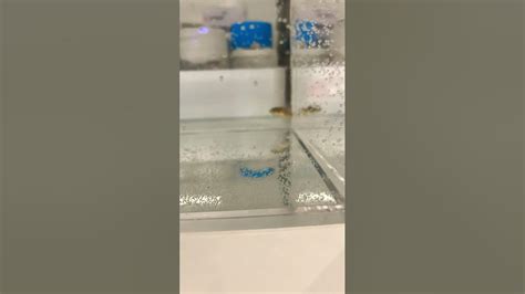 아빠가 생일 선물로 복어를 사줬어요 Youtube