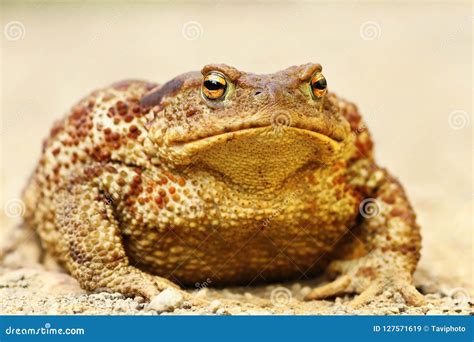Large Bufo Bufo On The Ground Stock Image Image Of Close Closeup