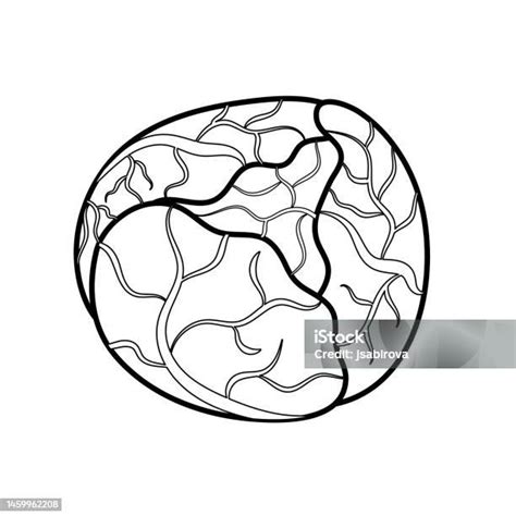 흰색 배경에 격리된 흑백 양배추 색칠하기 책에 대 한 선형 콜 야채입니다 가을에 대한 스톡 벡터 아트 및 기타 이미지 가을