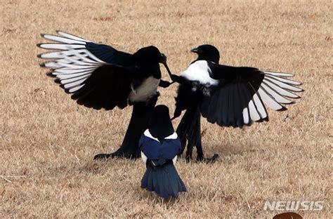 까치들의 싸움 [오늘의 한 컷] 공감언론 뉴시스통신사