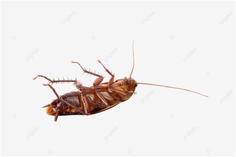 Close Up Cockroach Isolated Over A White Background Gross Wings Urban