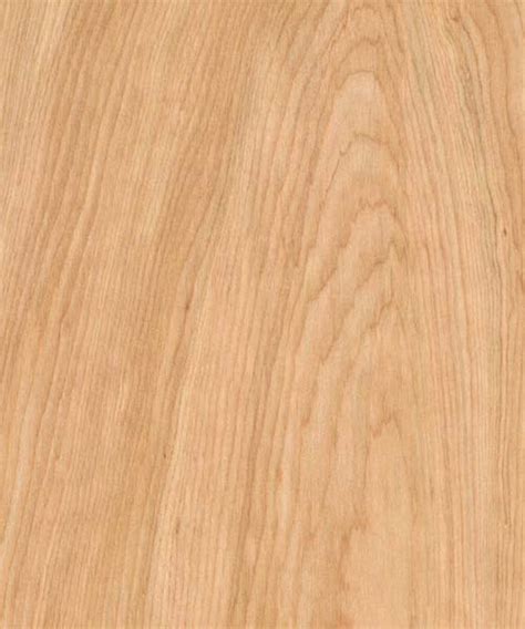 Red Birch Vs White Birch At John Richard Blog