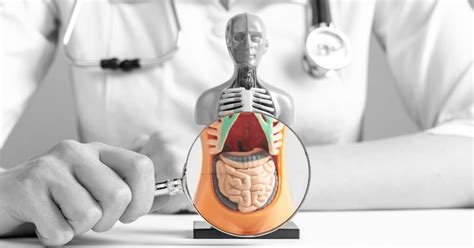 Visceral Belly Fat Diet Diets Meal Plan