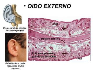 Cartílago Elástico