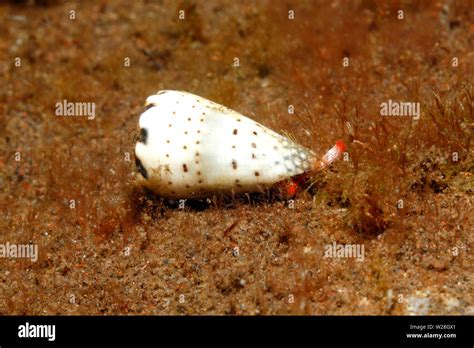 Marine Cone Snails Venom Shooting