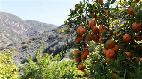 Ojai Goes A Little Crazy When Pixie Tangerines Arrive Ready For A