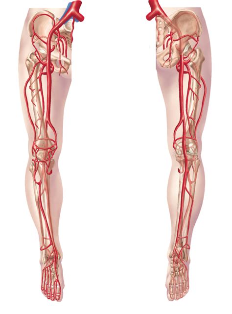 Leg Arteries Diagram Quizlet