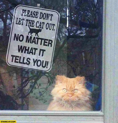 Please Dont Let The Cat Out No Matter What It Tells You