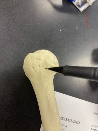 Anatomy Lab Quiz 4 Appendicular Skeleton Flashcards Quizlet