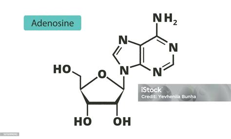 Adenosine Purine Nucleoside Molecule Stock Illustration Download Image Now Caffeine