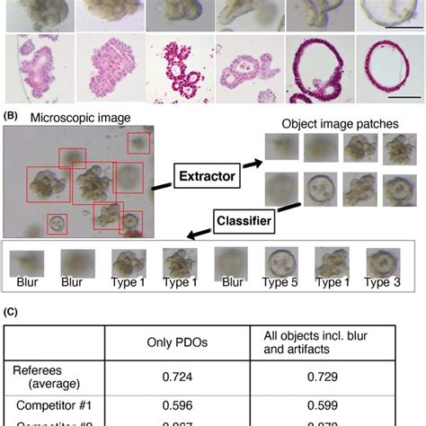 Artificial Intelligence‐based Morphological Typing Of Patient‐derived