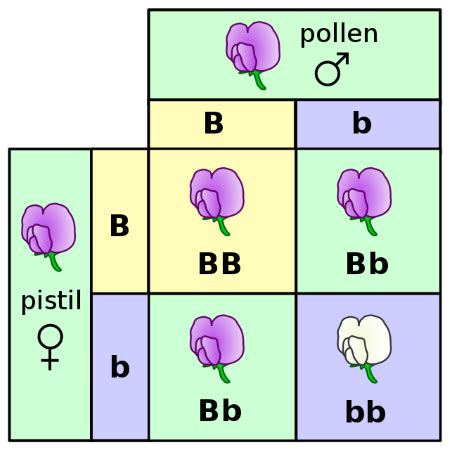 Test Cross In Genetics Ratio Traits Lesson Study Com