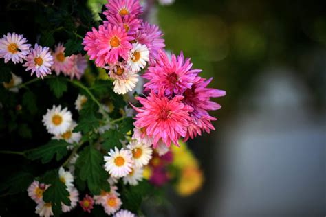 낭만 가을을 장식한 가을꽃