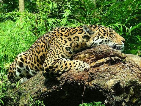 Jaguars Food Chain