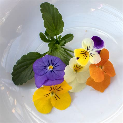 Edible Pansy