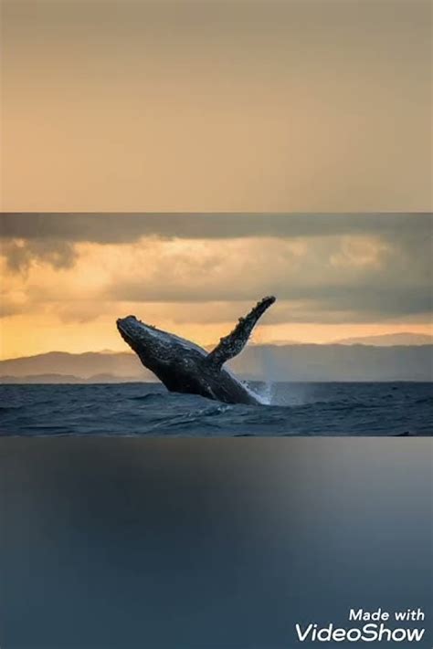 3 تا از بزرگترین آلت تناسلی حیوانات😱 👀 نبینید Shorts دانستنی دانستنی