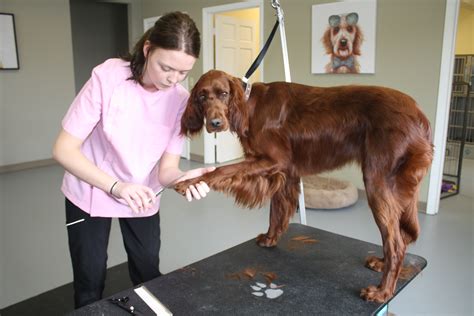 How Do You Groom An Irish Setter