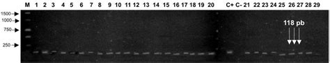 Detection In Maize And Soybean Samples Of The Expected Dna Fragment Of Download Scientific