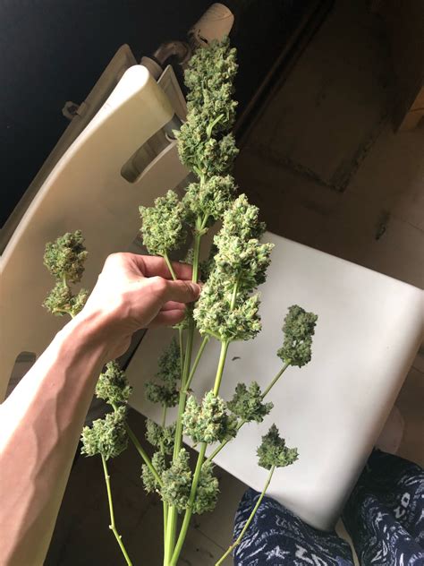How To Harvest Cannabis In Five Easy Steps Amsterdam Genetics