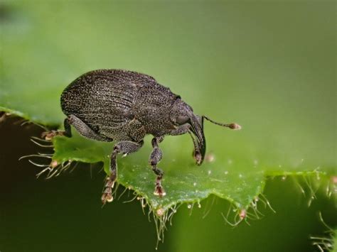 Curculionidae Identification Key