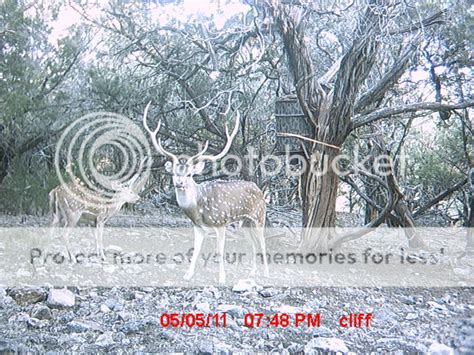 Nice Young Axis Buck Community Discussion Forums