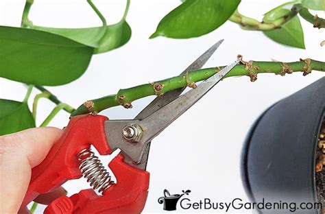 How To Trim Devils Ivy Step By Step Guide 2025