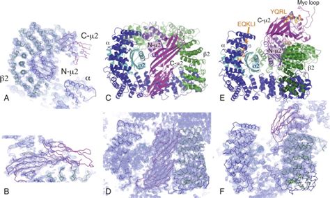 Structure Of The Open Conformation Of The AP2 Core Download Scientific Diagram