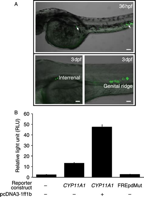 The 1 7 Kb Zebrafish Cyp11a1 Promoter Directs Tissuespecific