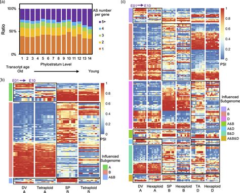 Analysis Of Transcript Age And The Effects Of Polyploidization In